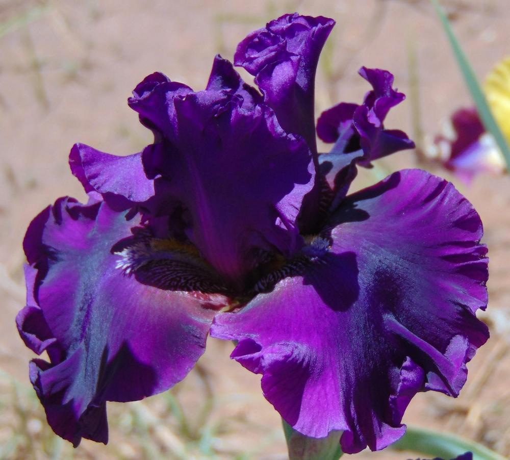 Photo of the bloom of Tall Bearded Iris (Iris 'Fine Wine') posted by ...