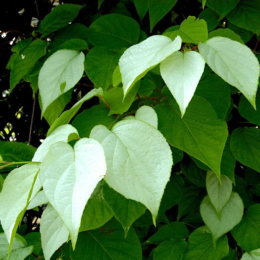 Silver Vine (Actinidia polygama) - Garden.org