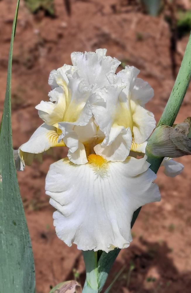 Photo of the bloom of Tall Bearded Iris (Iris 'Cloud Dweller') posted by Bitoftrouble - Garden.org