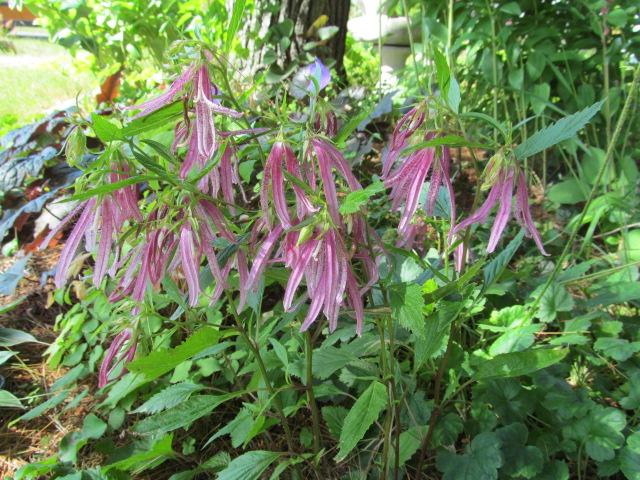 Photo of the entire plant of Bellflower (Campanula punctata 'Pink ...