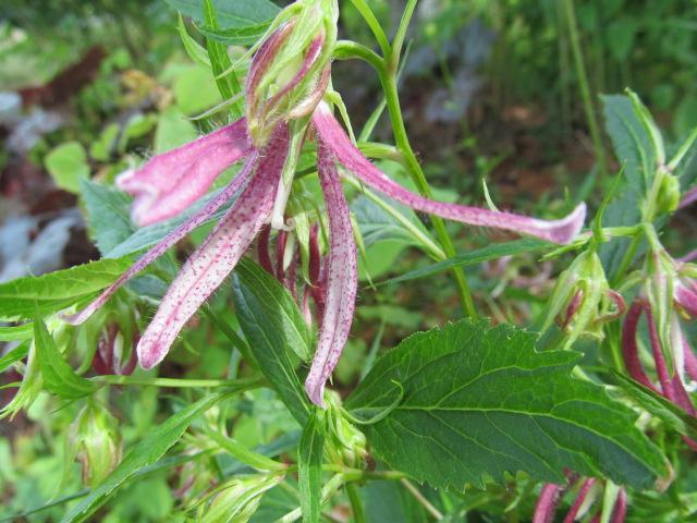 Photo of the bloom of Bellflower (Campanula punctata 'Pink Octopus ...