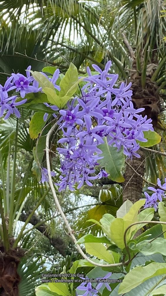 Photo of the bloom of Queen's Wreath (Petrea volubilis) posted by ...