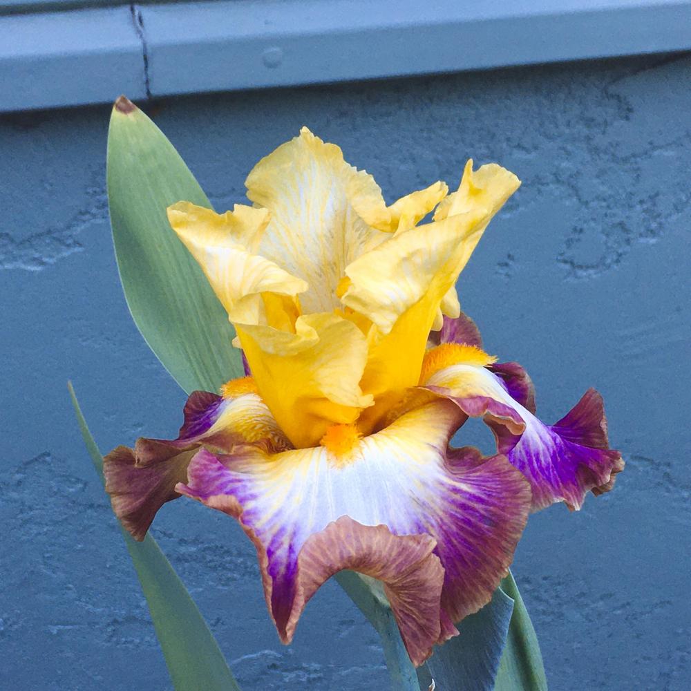Photo of the bloom of Tall Bearded Iris (Iris 'Rainbow High') posted by ...