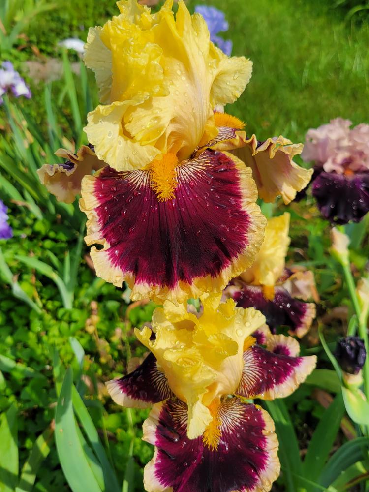Photo of the bloom of Tall Bearded Iris (Iris 'Read My Mind') posted by ...