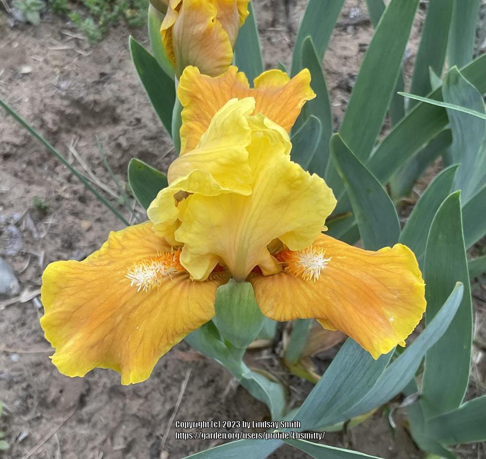 Photo of the bloom of Standard Dwarf Bearded Iris (Iris 'Maui Sunrise ...