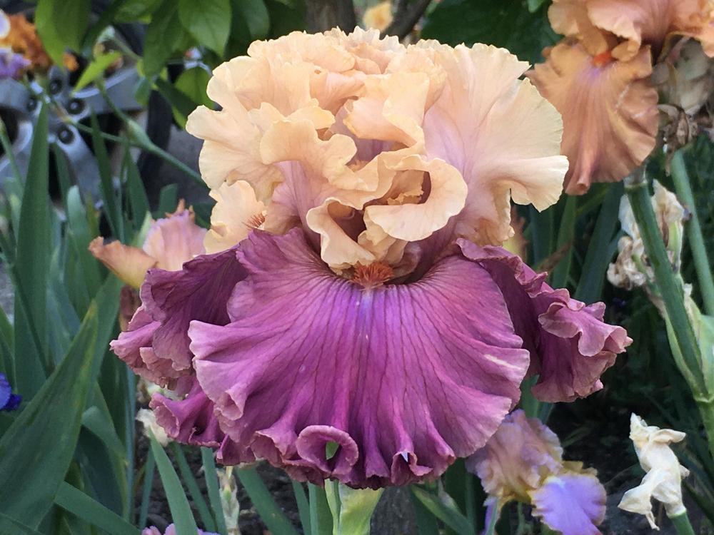 Photo of the bloom of Tall Bearded Iris (Iris 'Sweet City Woman ...