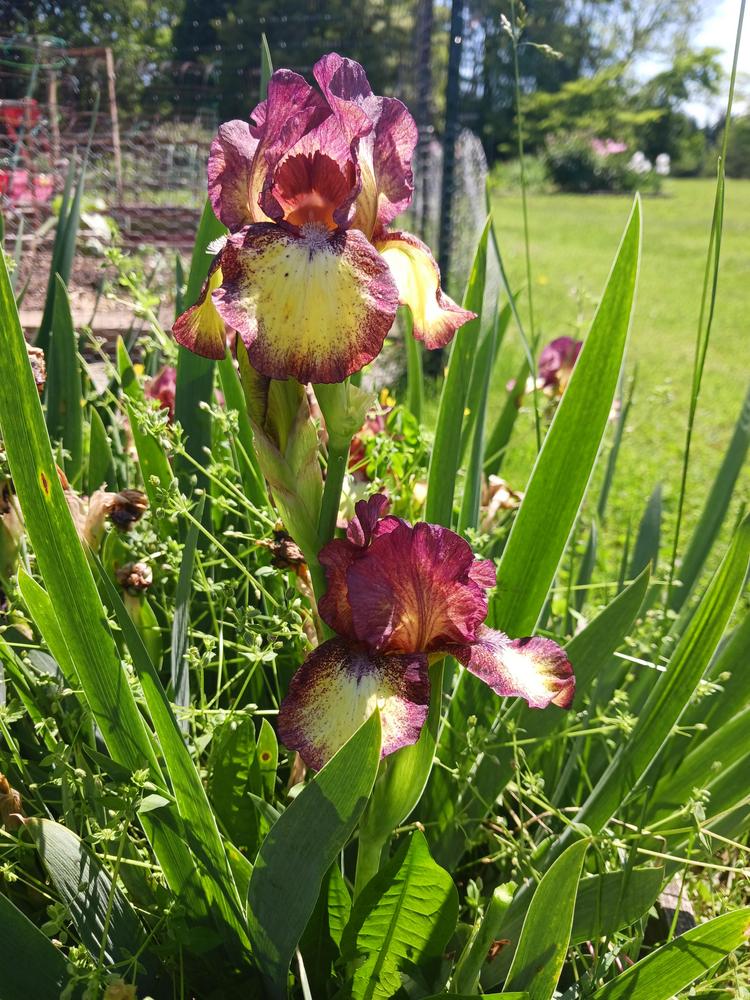 Photo of the bloom of Intermediate Bearded Iris (Iris 'Hot Fudge') posted by Pug933 - Garden.org