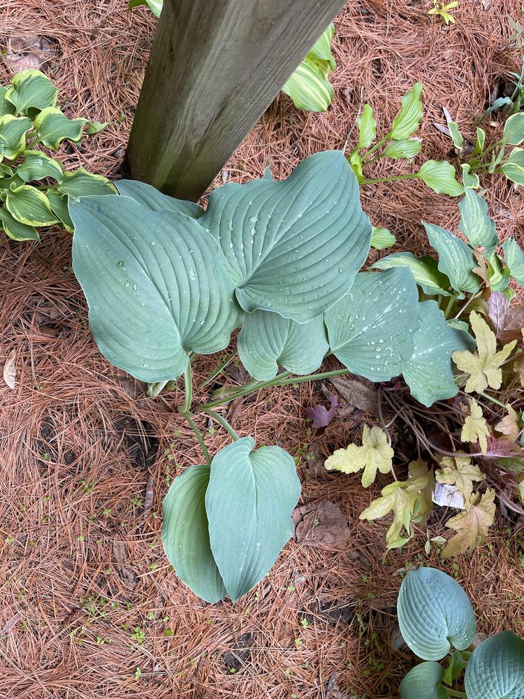 Photo of the entire plant of Hosta 'Frank Lloyd Wright' posted by Rose1656 - Garden.org