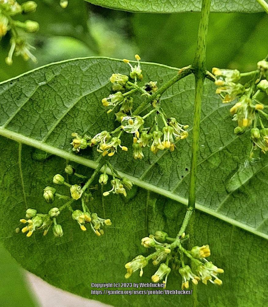 Photo of the stamens, filaments and pistils of Poison Sumac ...