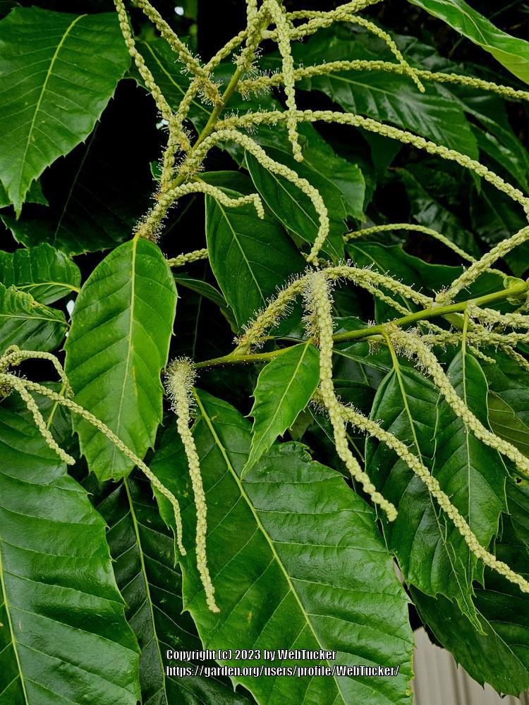 Photo of the bloom of American Chestnut (Castanea dentata) posted by ...