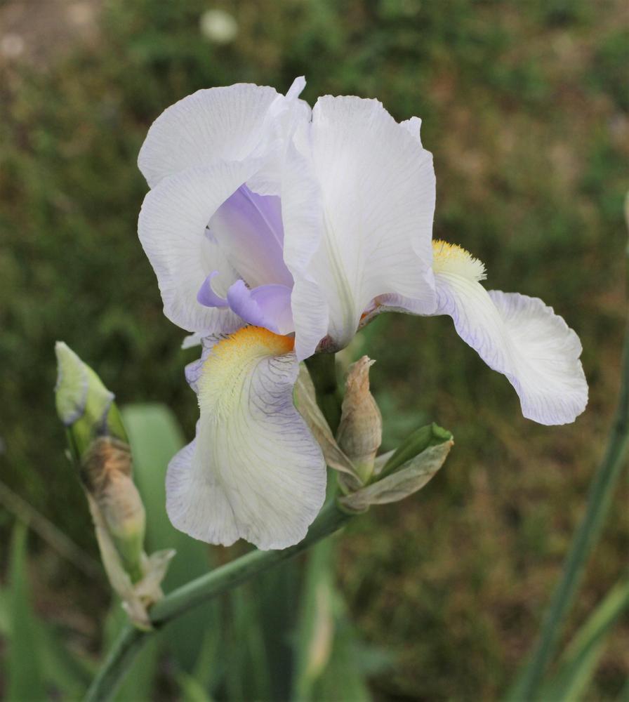 Tall Bearded Iris (Iris 'Fairy') in the Irises Database - Garden.org
