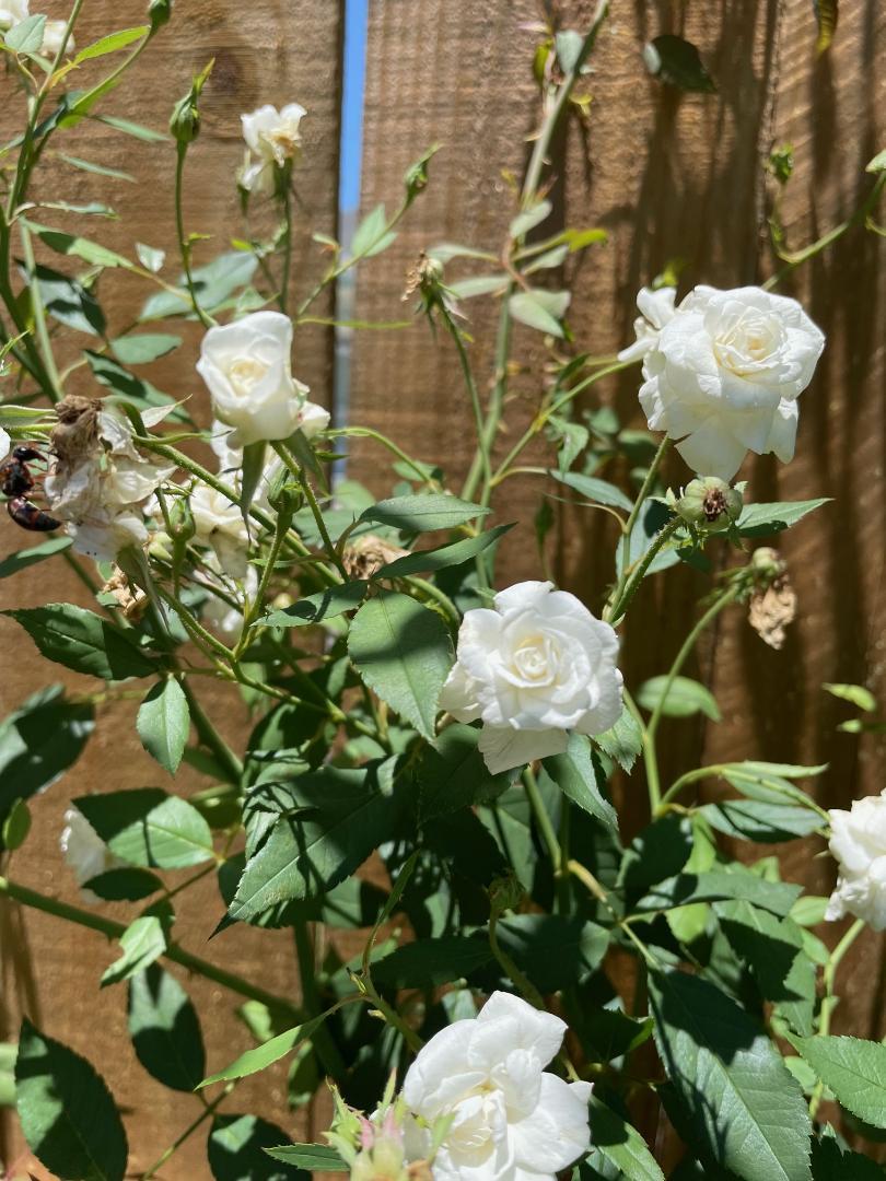 Chance (volunteer) rose in my yard in the Roses forum - Garden.org