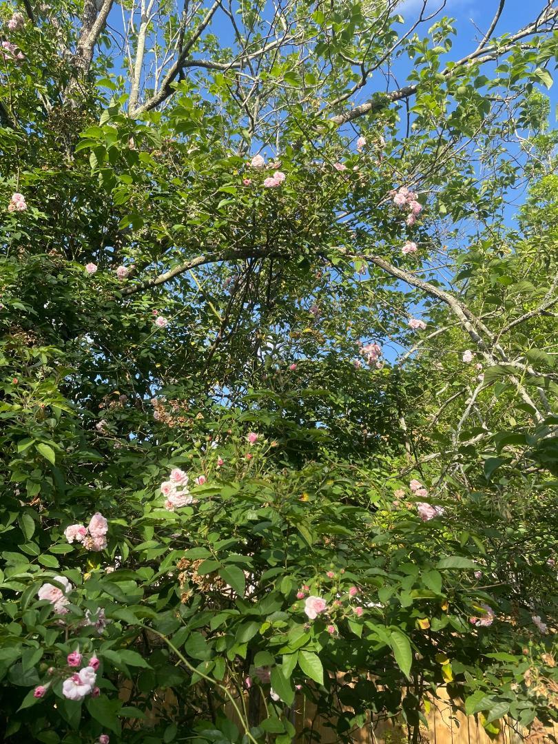 2nd chance (volunteer) rose in my yard in the Roses forum - Garden.org