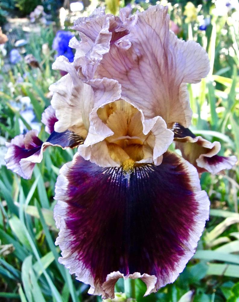Photo of the bloom of Tall Bearded Iris (Iris 'Cowboy Caviar') posted ...