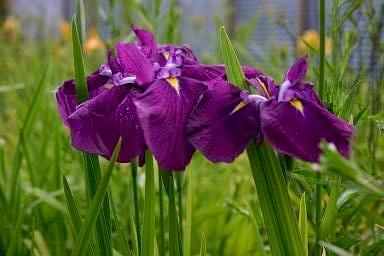 Photo of the bloom of Iris (Iris ensata 'Royal Banner') posted by ...