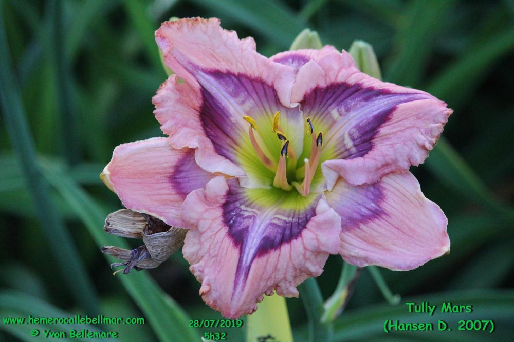 Photo of the bloom of Daylily (Hemerocallis 'Tully Mars') posted by ...
