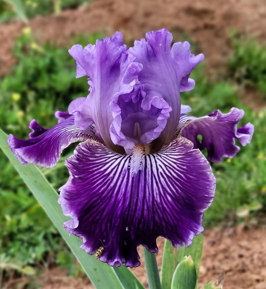 Photo of the bloom of Tall Bearded Iris (Iris 'You're So Veined ...