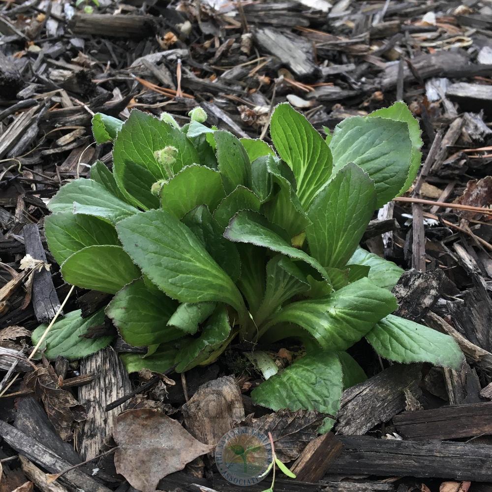 Photo of the seedling or young plant of Topa-Topa (Calceolaria biflora ...