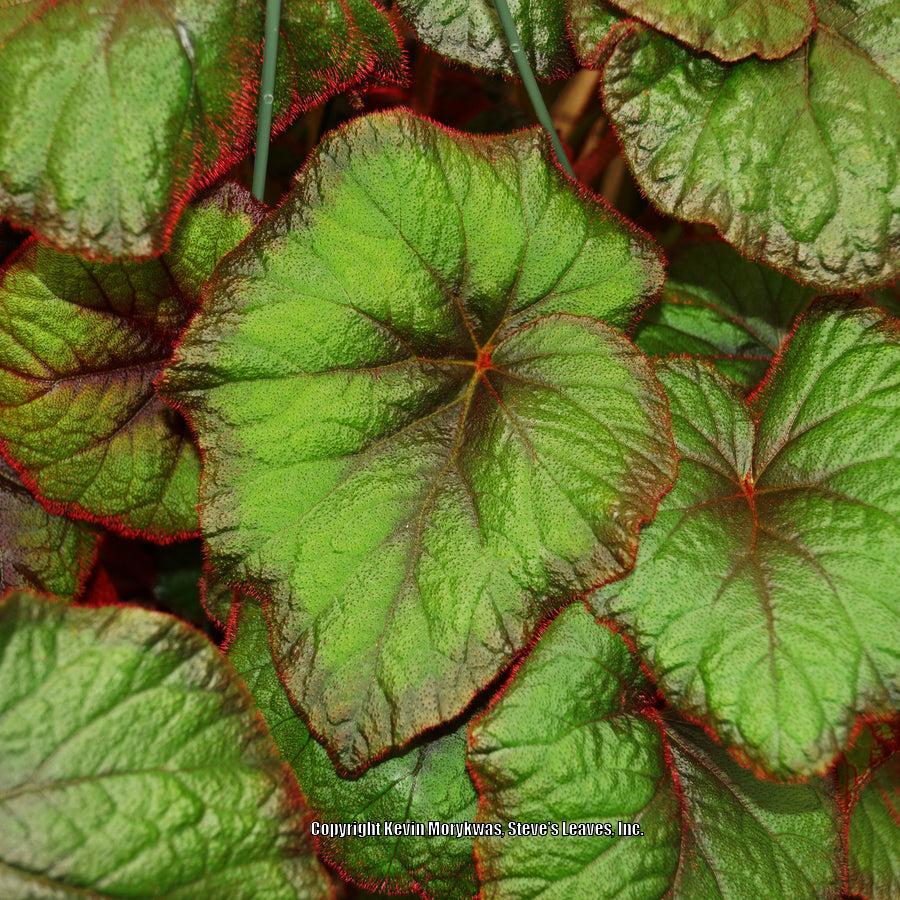 Photo of the leaves of Rex Begonia (Begonia 'Fireflush') posted by ...