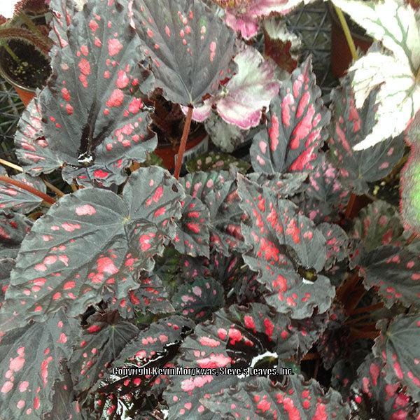 Begonia 'Etna' in the Begonias Database - Garden.org