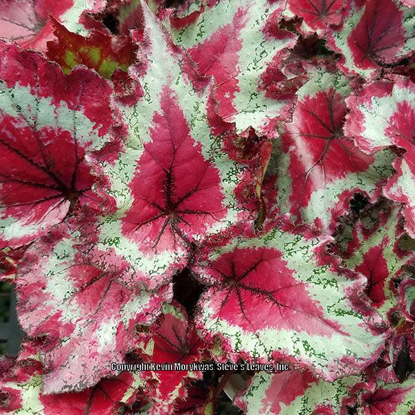 Begonia 'Harmony's Pink Ribbons' in the Begonias Database - Garden.org