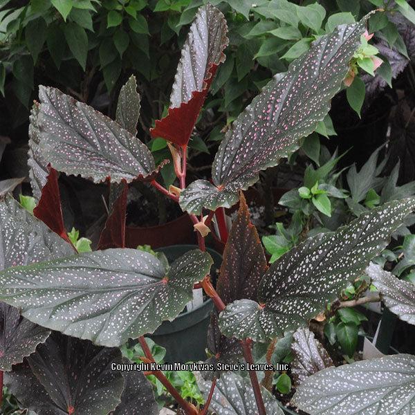 Photo of the entire plant of Pink Polka Dot Begonia (Begonia 'Benigo ...