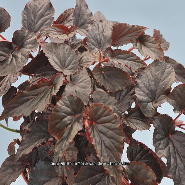Begonia 'Arabian Sunset' in the Begonias Database - Garden.org