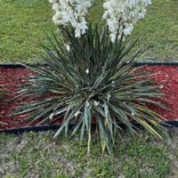 Photo of the bloom of Adam's Needle (Yucca filamentosa 'Bright Edge ...
