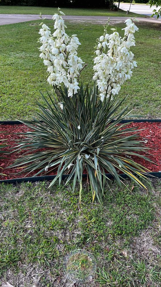 Photo of the bloom of Adam's Needle (Yucca filamentosa 'Bright Edge ...