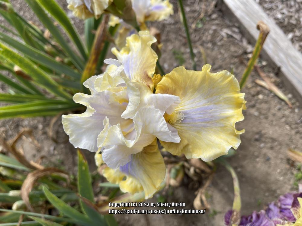 Photo of the bloom of Tall Bearded Iris (Iris 'Power Down') posted by ...