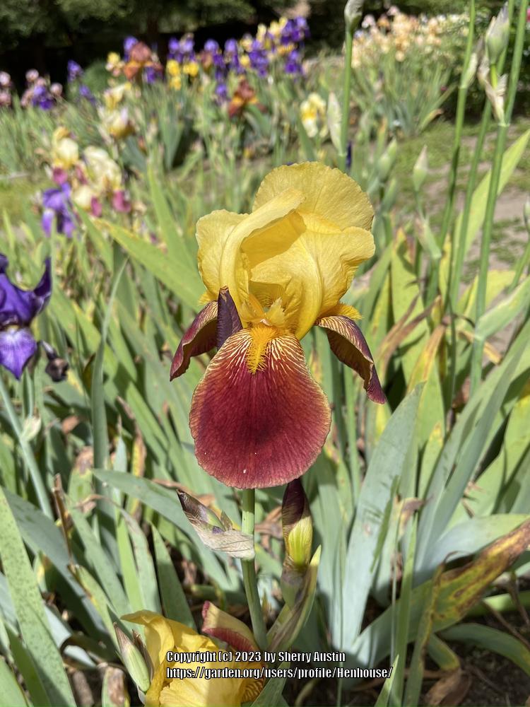 Photo of the bloom of Tall Bearded Iris (Iris 'Rajah Brooke') posted by Henhouse - Garden.org