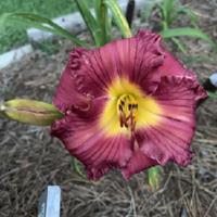 Photo of the bloom of Daylily (Hemerocallis 'Bold Legacy') posted by Lillietta - Garden.org