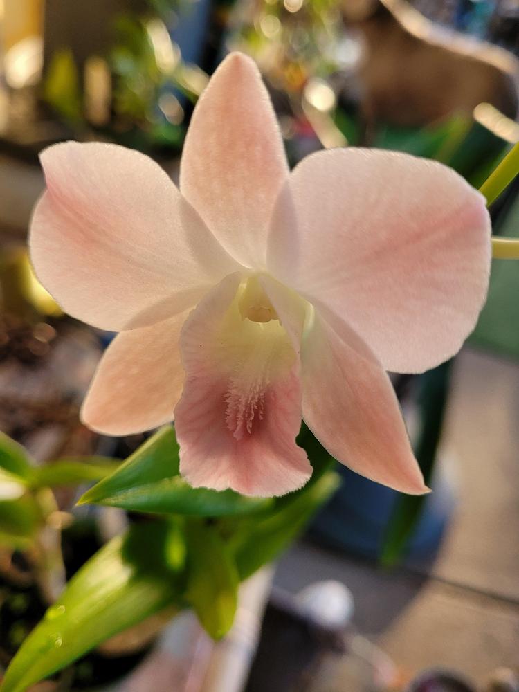 Orchid (Dendrobium 'Suree Peach') - Garden.org
