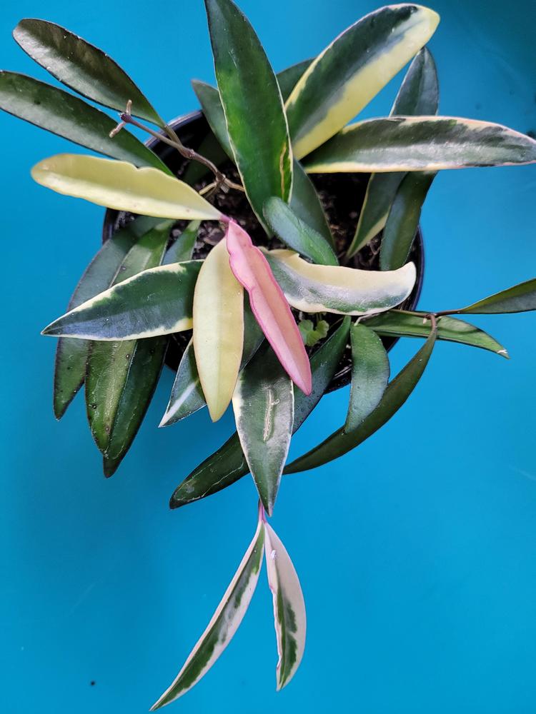 Photo of the entire plant of Wax Plant (Hoya wayetii 'Lori Lyn') posted by MySecretIslandGarden ...