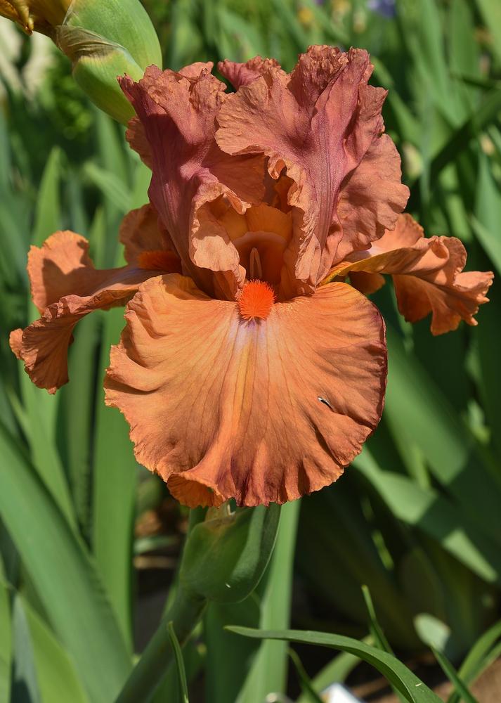 Photo of the bloom of Tall Bearded Iris (Iris 'Safari Sunset') posted ...