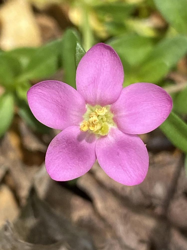 Photo of the bloom of Fairy Tulip (Centaurium scilloides) posted by SL_gardener - Garden.org