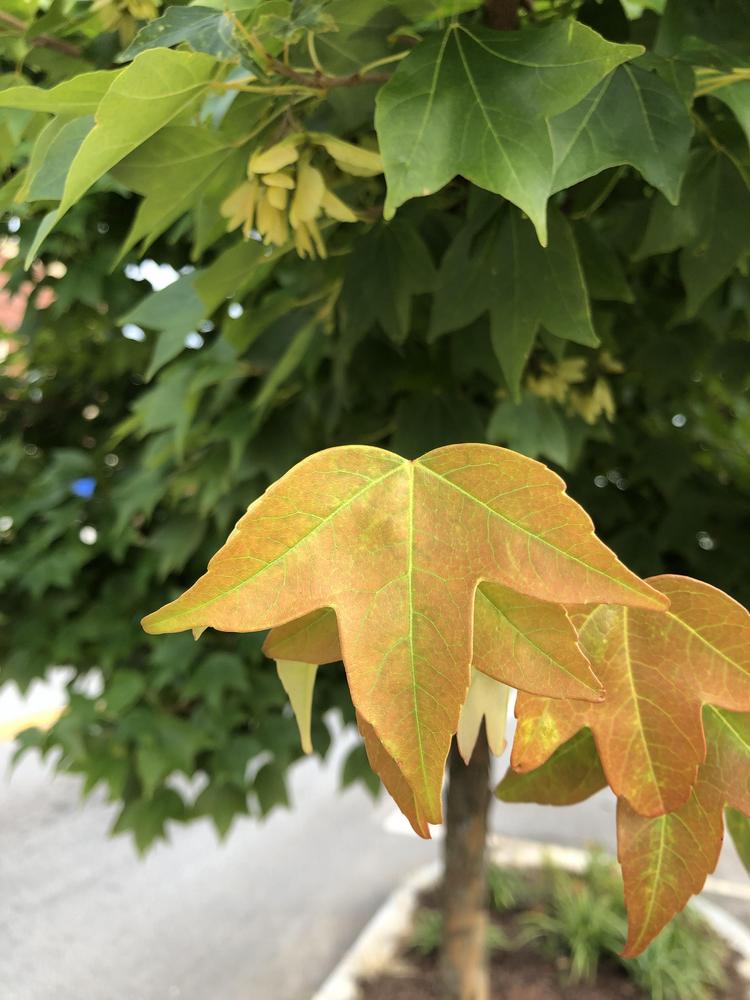 Photo of the leaves of Trident Maple (Acer buergerianum) posted by SusanGalloway - Garden.org