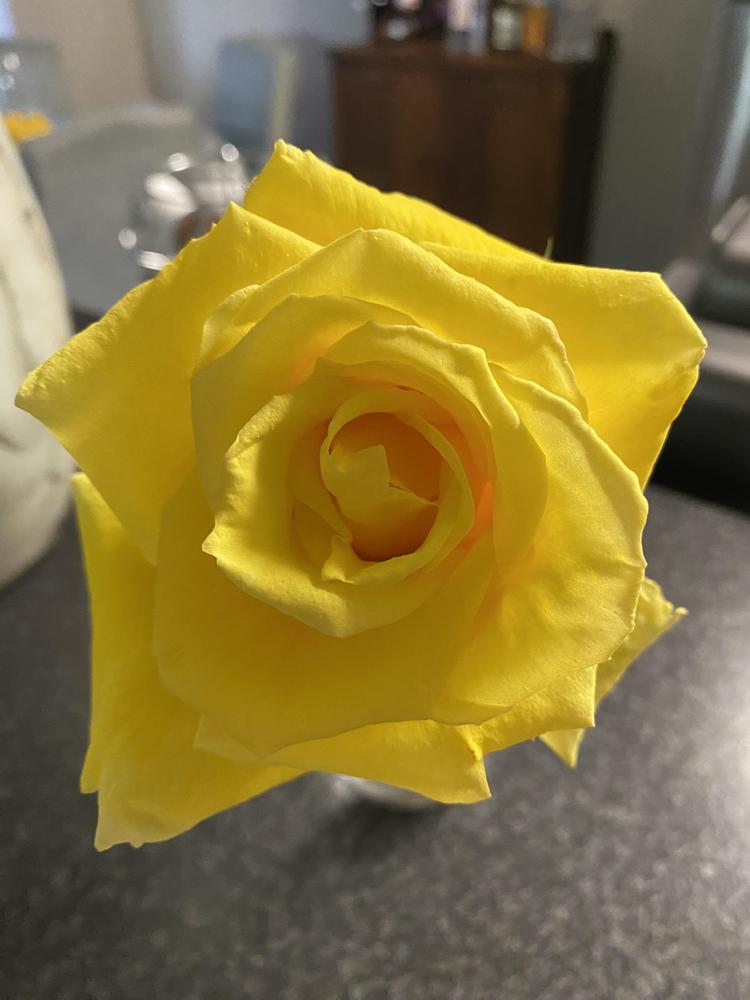 Rose (Rosa 'Sunbright') in the Roses Database - Garden.org