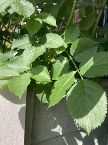 Is this Japanese Knotweed in the Plant ID forum - Garden.org