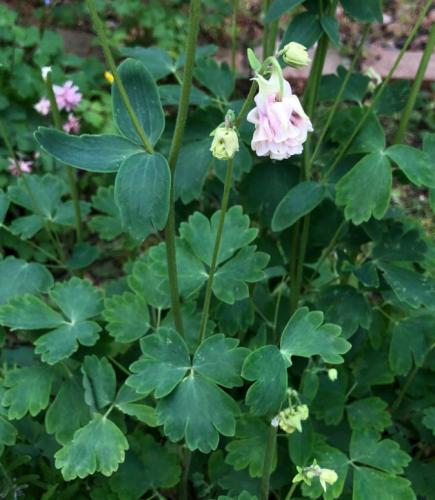 Ripple Head in the Plant ID forum - Garden.org