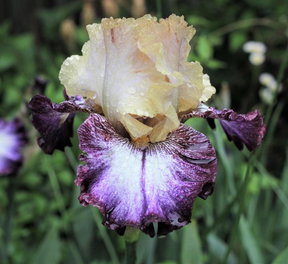 Photo of the bloom of Tall Bearded Iris (Iris 'Margin Call') posted by cinvasko - Garden.org