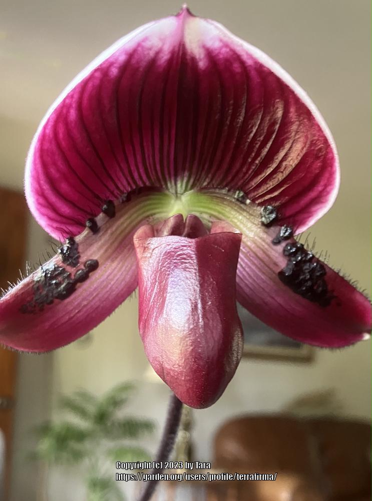 Photo of the bloom of Callus Paphiopedilum (Paphiopedilum callosum ...