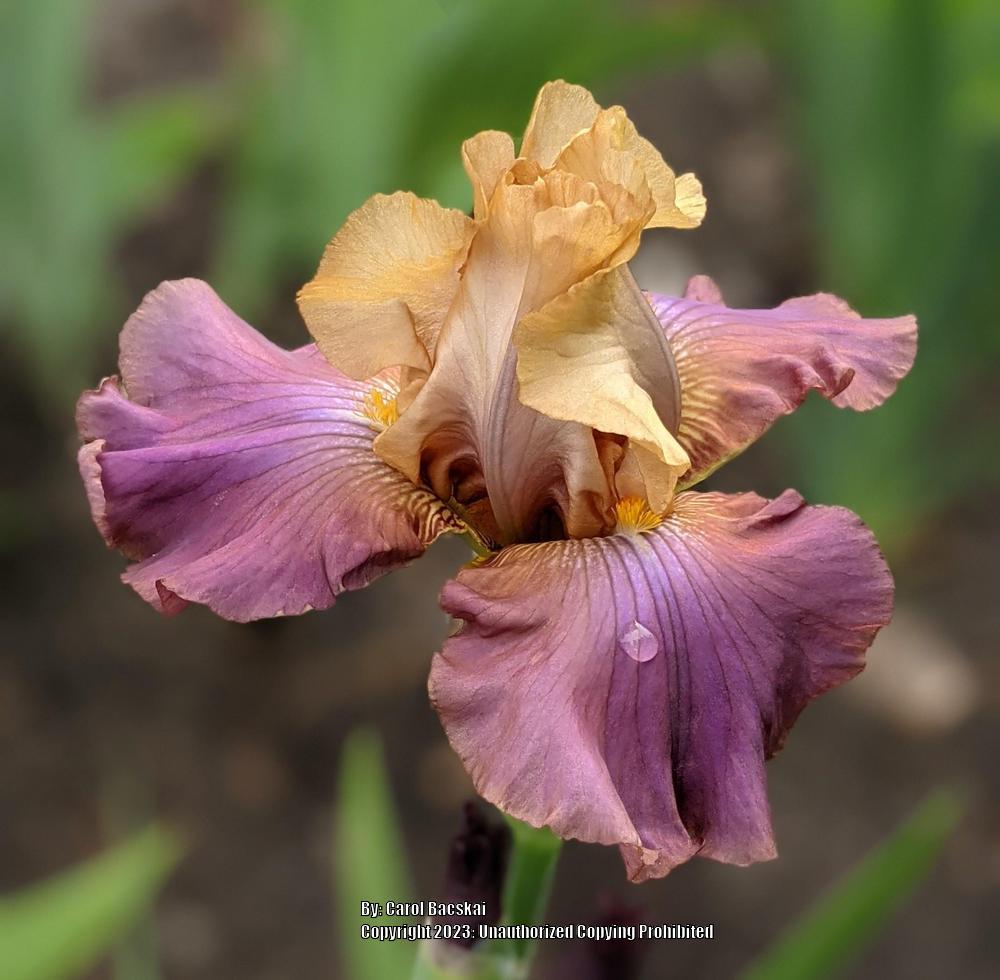 Photo of the bloom of Border Bearded Iris (Iris 'Flo') posted by ...