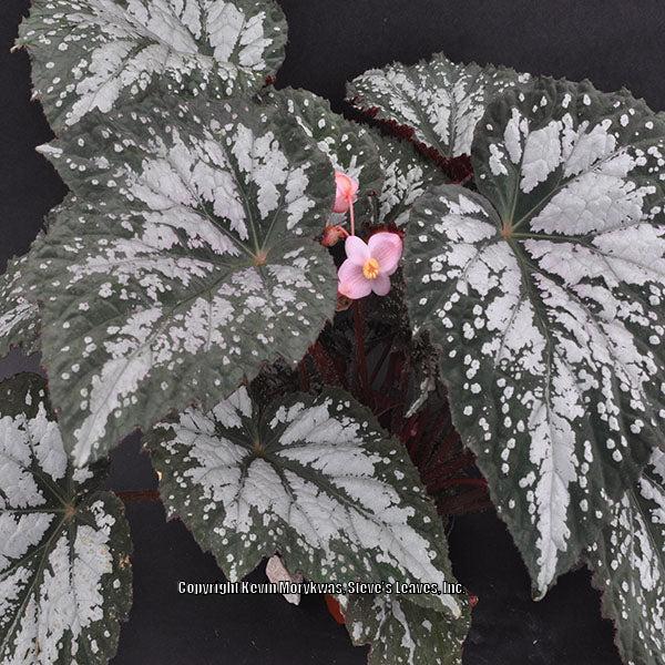 Begonia 'Moonlit Snow' in the Begonias Database - Garden.org