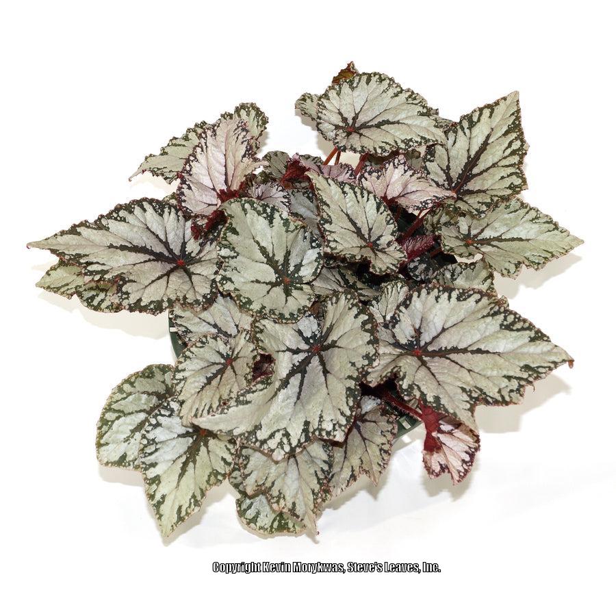 King Begonia (Begonia 'Judy Cook') in the Begonias Database - Garden.org