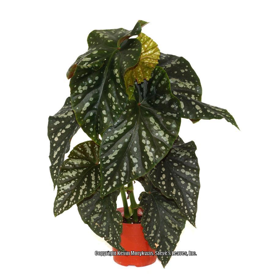 Begonia 'Moonlight Bay' in the Begonias Database - Garden.org