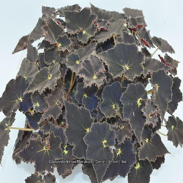 Begonia 'Mini Mo' in the Begonias Database - Garden.org