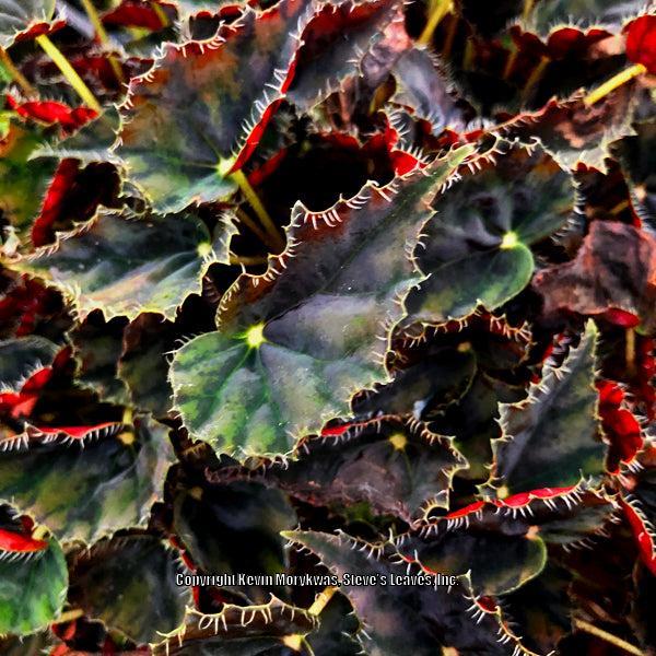 Begonia 'Mini Melbourne' in the Begonias Database - Garden.org
