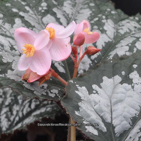 Photo of the bloom of Begonia 'Moonlit Snow' posted by Calif_Sue ...