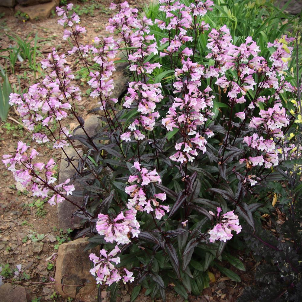 Penstemon 'Blackbeard' in the Penstemons Database - Garden.org
